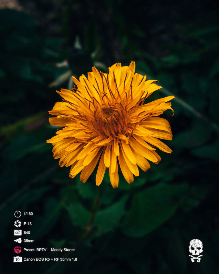 EXIF V2 Camera Settings Template 2023 – DigitalAbsorption